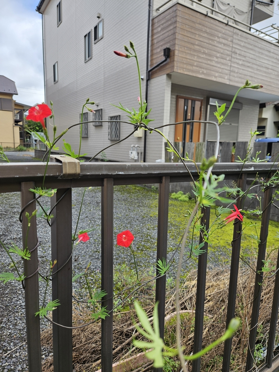 ルコウソウの復活で心も晴れやかに・・・ - いつも、いつでも元気炸裂！2