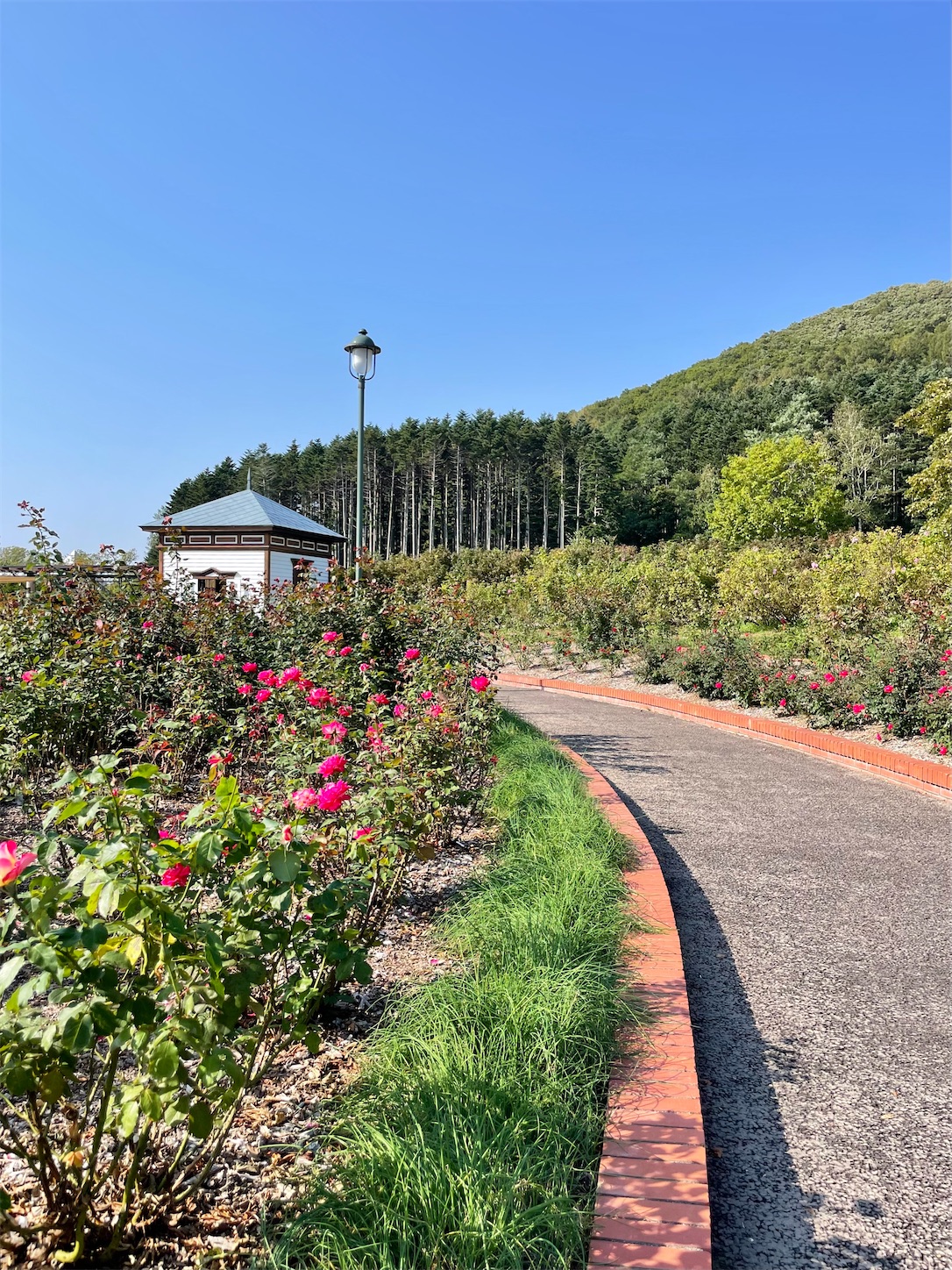 いわみざわ公園バラ園は秋バラも楽しめるらしい - 自家焙煎ふたば珈琲・広報担当日記