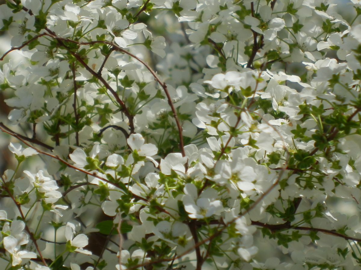 花園を巡りました！（25） - fwssのえっさんブログ