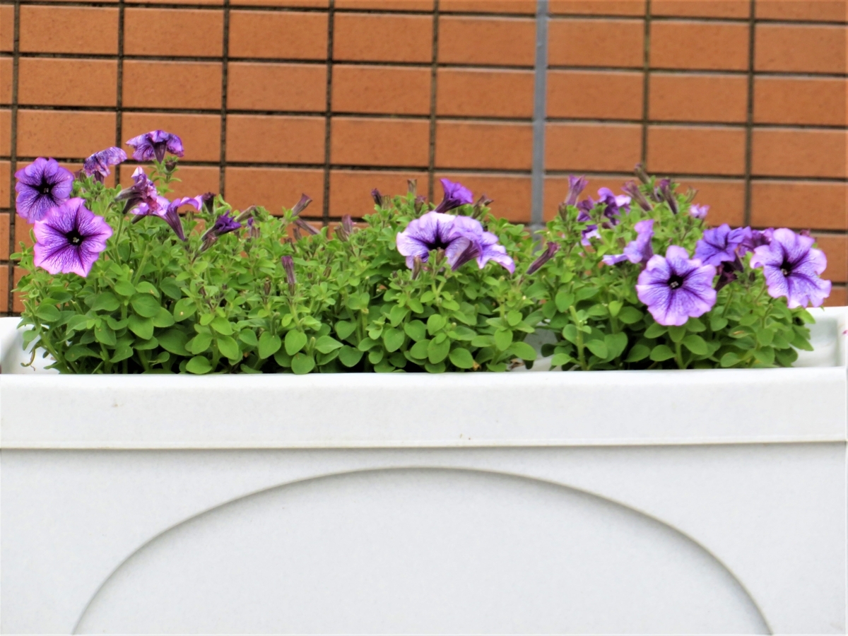 なつかしの信州旅（1）往路の中国道を走る：七塚原SAなど - fwssのえっさんブログ