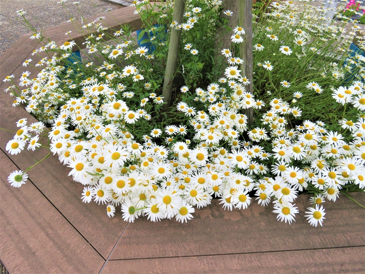 なつかしの信州旅（1）往路の中国道を走る：七塚原SAなど - fwssのえっさんブログ