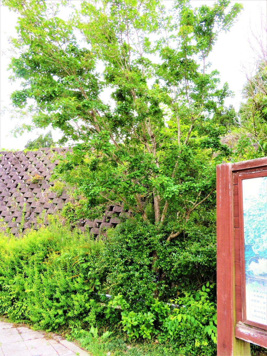 なつかしの信州旅（9）往路の中央道を走る：恵那峡SAなど - fwssのえっさんブログ