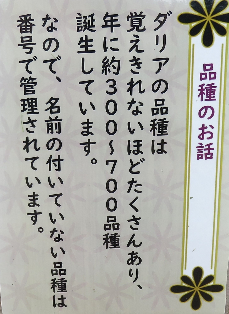世羅高原農場に咲いていたダリアたち【33】（2023年9月23日） - fwssのえっさんブログ