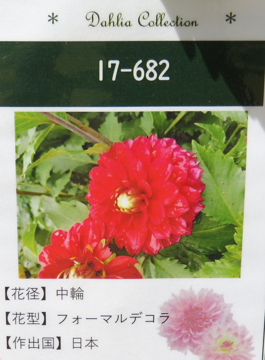 世羅高原農場に咲いていたダリアたち【33】（2023年9月23日） - fwssのえっさんブログ