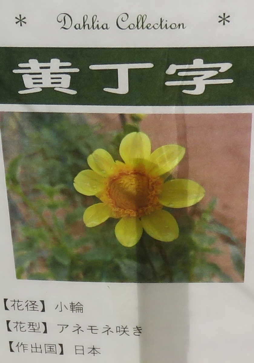 世羅高原農場に咲いていたダリアたち【33】（2023年9月23日） - fwssのえっさんブログ