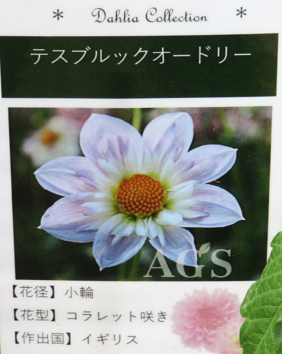 世羅高原農場に咲いていたダリアたち【35】（2023年9月23日） - fwssのえっさんブログ