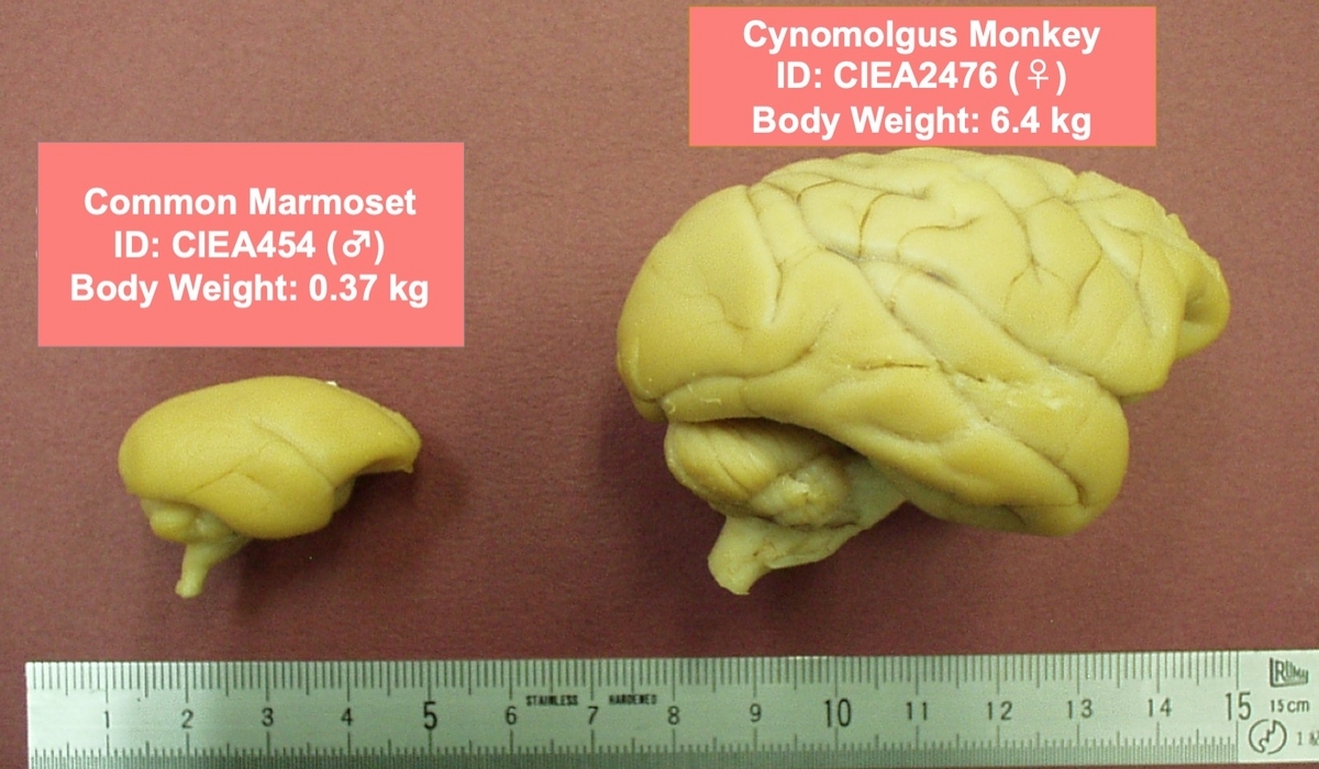 マーモセット脳画像解析 - g-links’s blog
