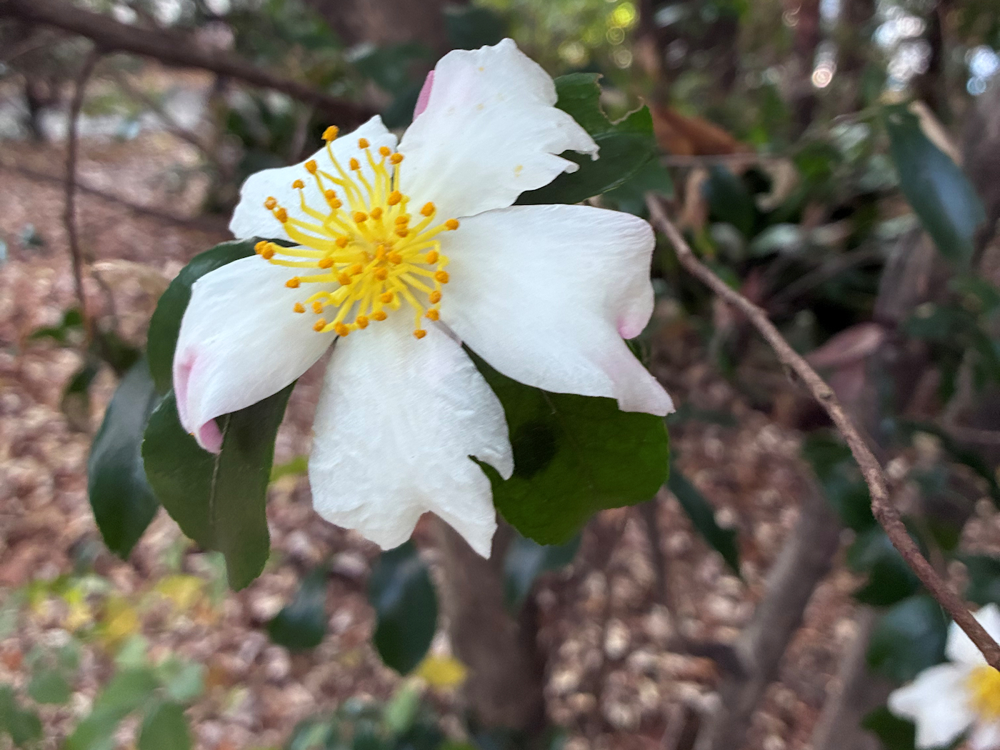 風邪？インフル？食べすぎ？ - Garadanikki