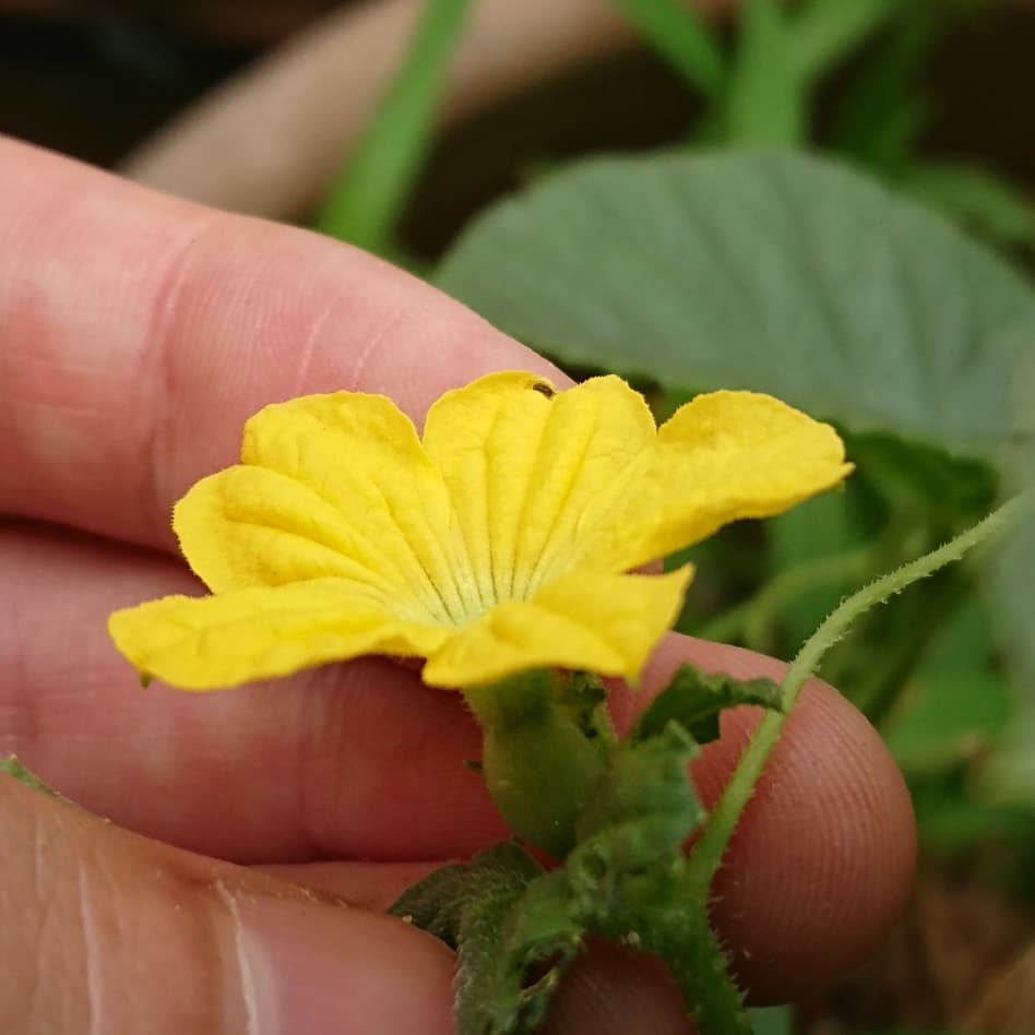 日本の野生のメロン。JMU-4栽培②両性花と短性花 - 天才!?マッド菜園ティストHI-Dの生活
