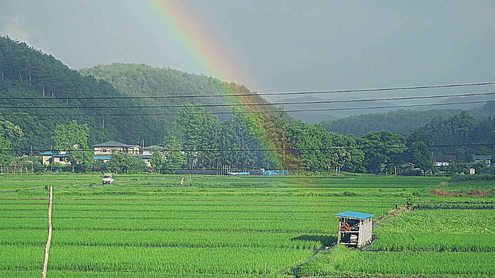 Japanese staple food - the cheese