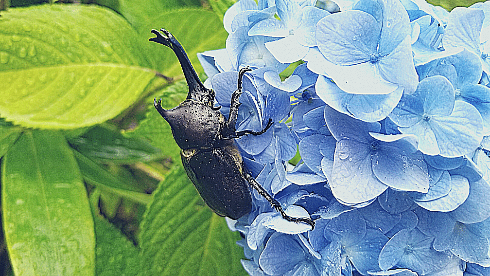 Hero insects - the cheese