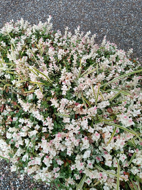 gogo-baの日記