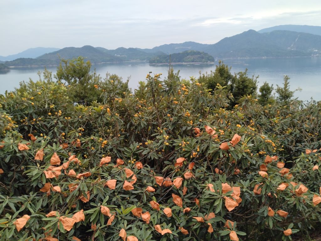 2024年5月 大芝島一周（広島県） - ごま塩オヤジの全国探訪記