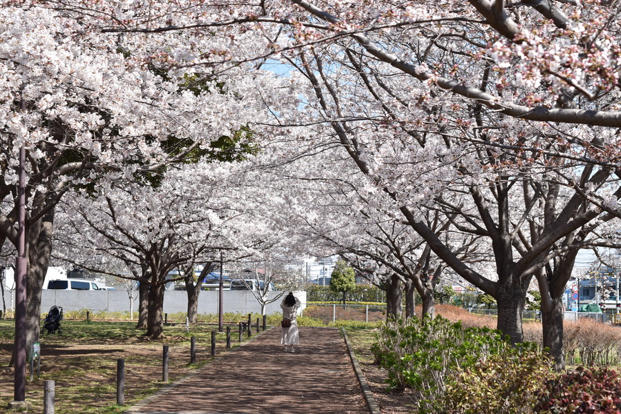 【動画】15分で作ろうと思ってた初心者向けVOICEROID解説動画が気がついたら120分超えてた話 - きっと私の風が吹く