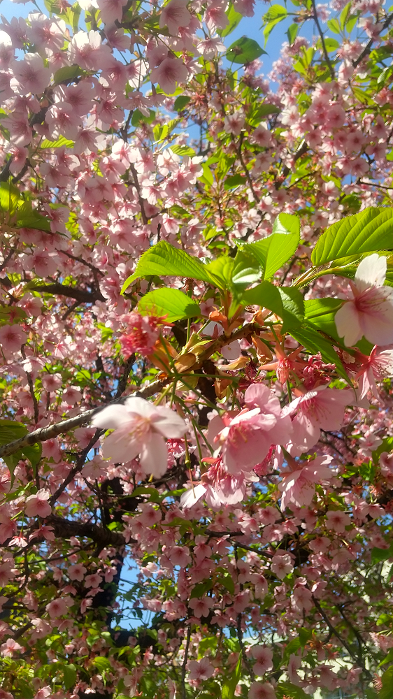 【お知らせ】もう引きこもってた気もするけどまたしばらく引きこもります - きっと私の風が吹く