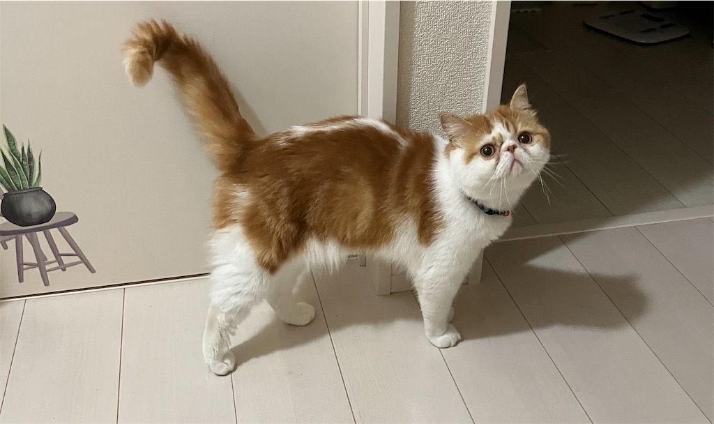 しっぽから分かる、猫の気持ち。 くろしろちゃとら