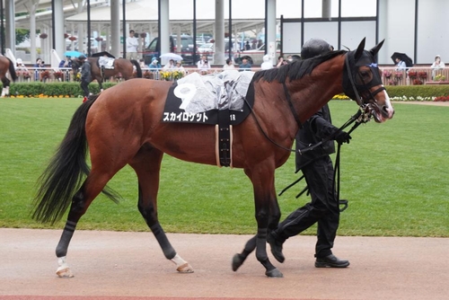 2024.6.16 スカイロケットさん 函館11R UHB杯 芝1200m4歳以上3勝クラス に出走しました - ひつじのライトゲーム釣り日記 他