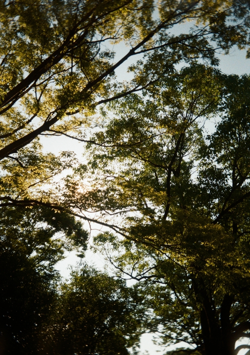 Kodak Ektar H35とKodak Ektar H35Nの使用レビュー。作例など - ちびっこロードスターライフ