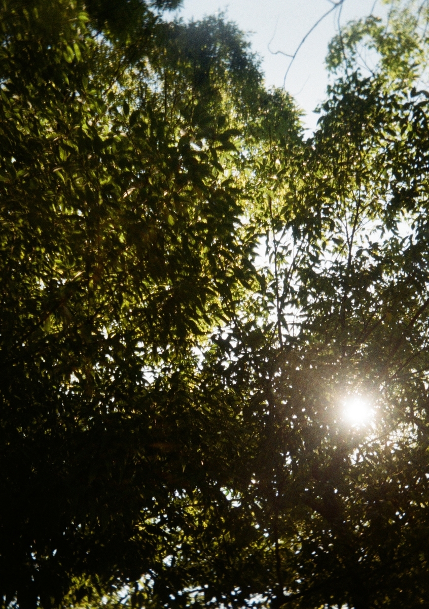 Kodak Ektar H35とKodak Ektar H35Nの使用レビュー。作例など - ちびっこロードスターライフ