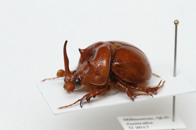 甲虫標本、追加しました - うみねこ博物堂