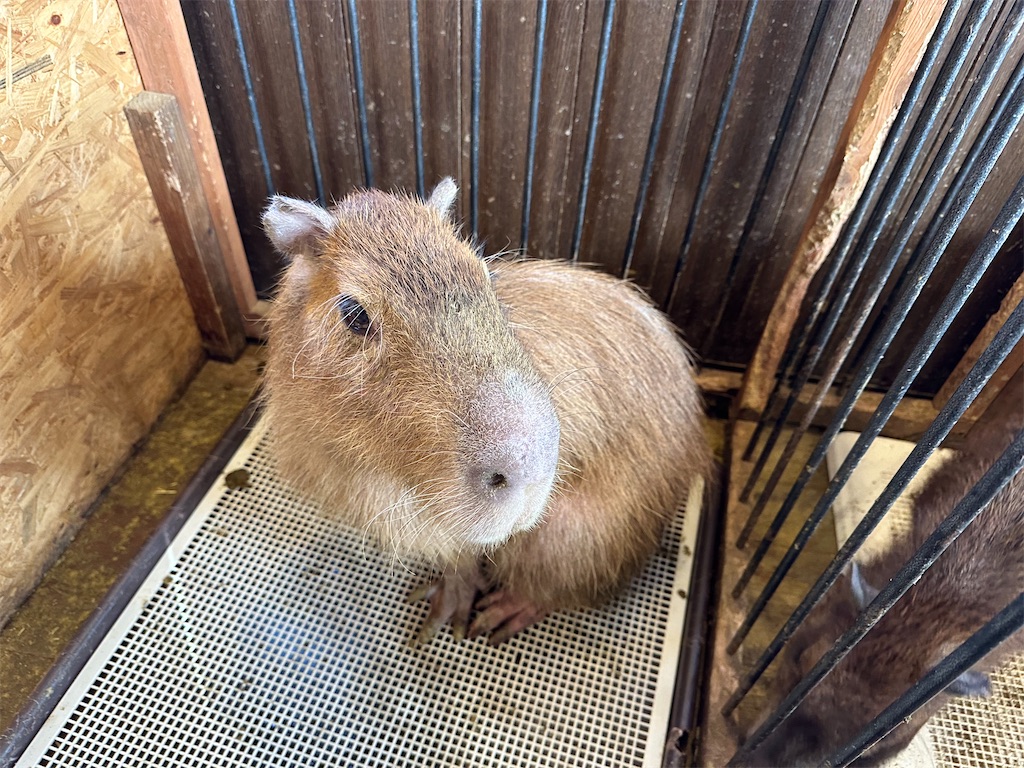 【カピバラ】織姫ちゃんに最後の挨拶！ - Capi Graphics ｜ カピバラ大好き！