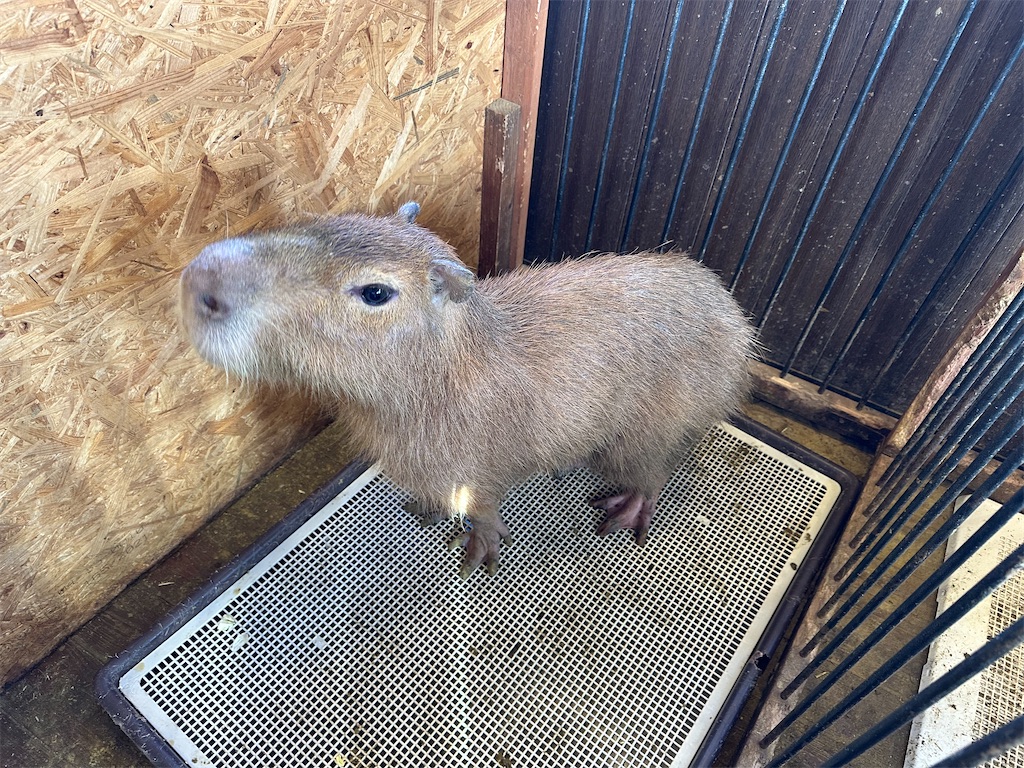 【カピバラ】織姫ちゃんに最後の挨拶！ - Capi Graphics ｜ カピバラ大好き！