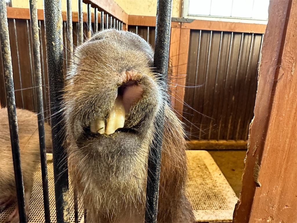 【カピバラ】織姫ちゃんに最後の挨拶！ - Capi Graphics ｜ カピバラ大好き！