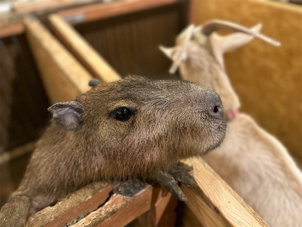 【カピバラ】久しぶりのナイト不可思議に！ - Capi Graphics ｜ カピバラ大好き！