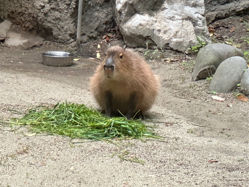 【カピバラ】動植物園に行ってきた！ - Capi Graphics ｜ カピバラ大好き！