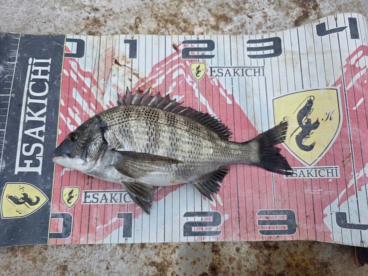5/3いかだ釣果 - 浜辺屋 釣果