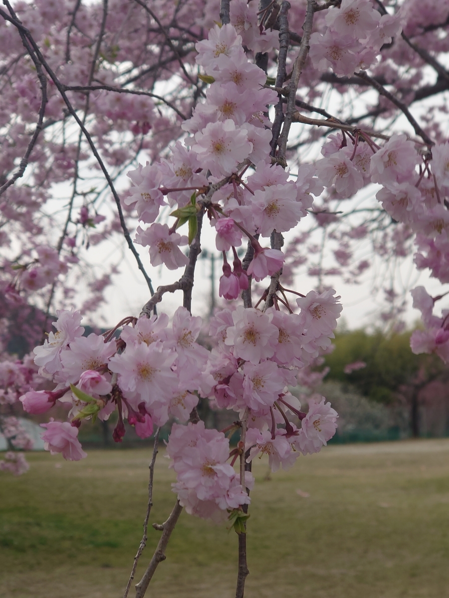 春が来ました🌸🌸 - hamanaseikeiのブログ