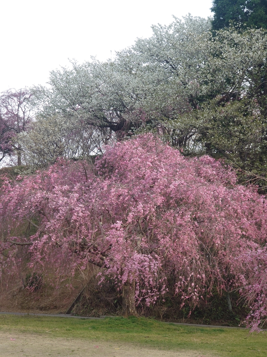 春が来ました🌸🌸 - hamanaseikeiのブログ