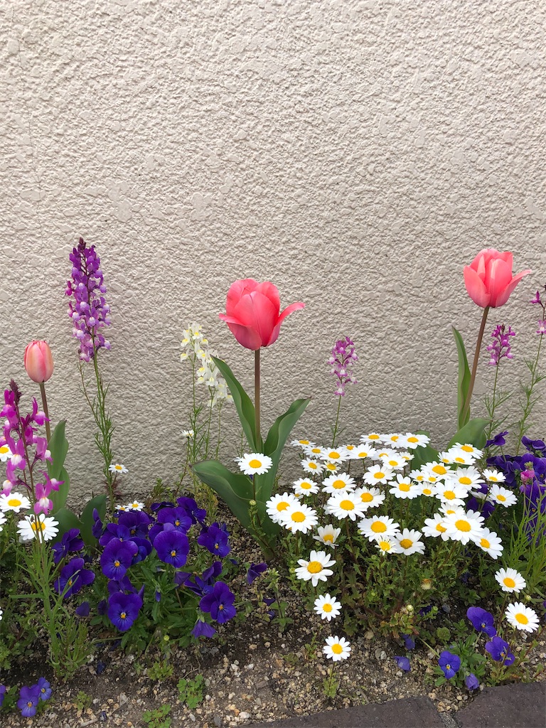 我が家の門の外の花たち 10月→5月 - hana-pippyのブログ