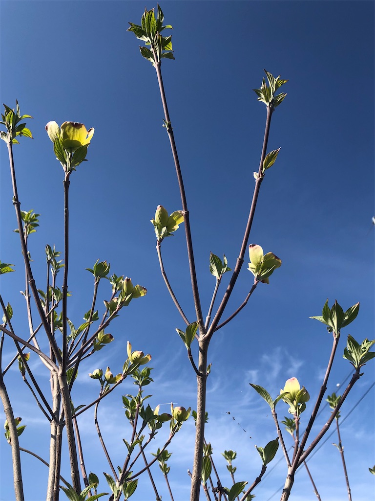 hana-pippyのブログ