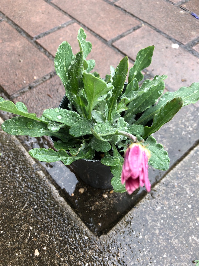 アークトチス・・咲いています - hana-pippyのブログ