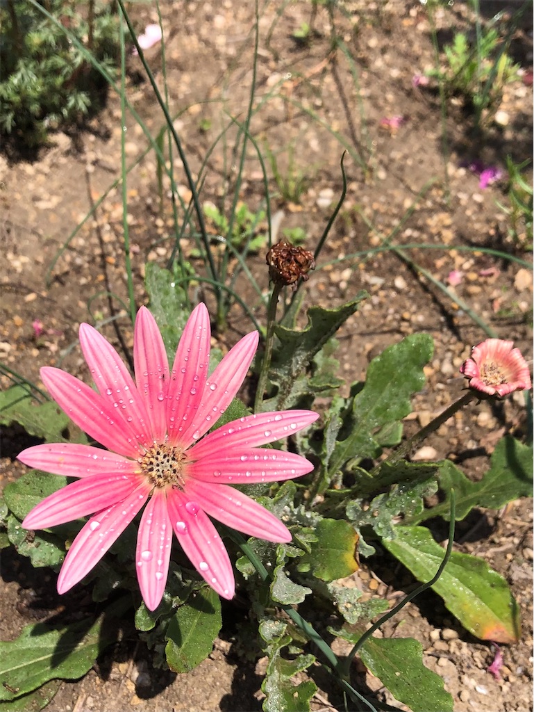 アークトチス・・咲いています - hana-pippyのブログ