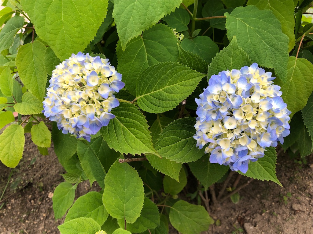 アジサイ・・次々と・・色づきはじめて - hana-pippyのブログ