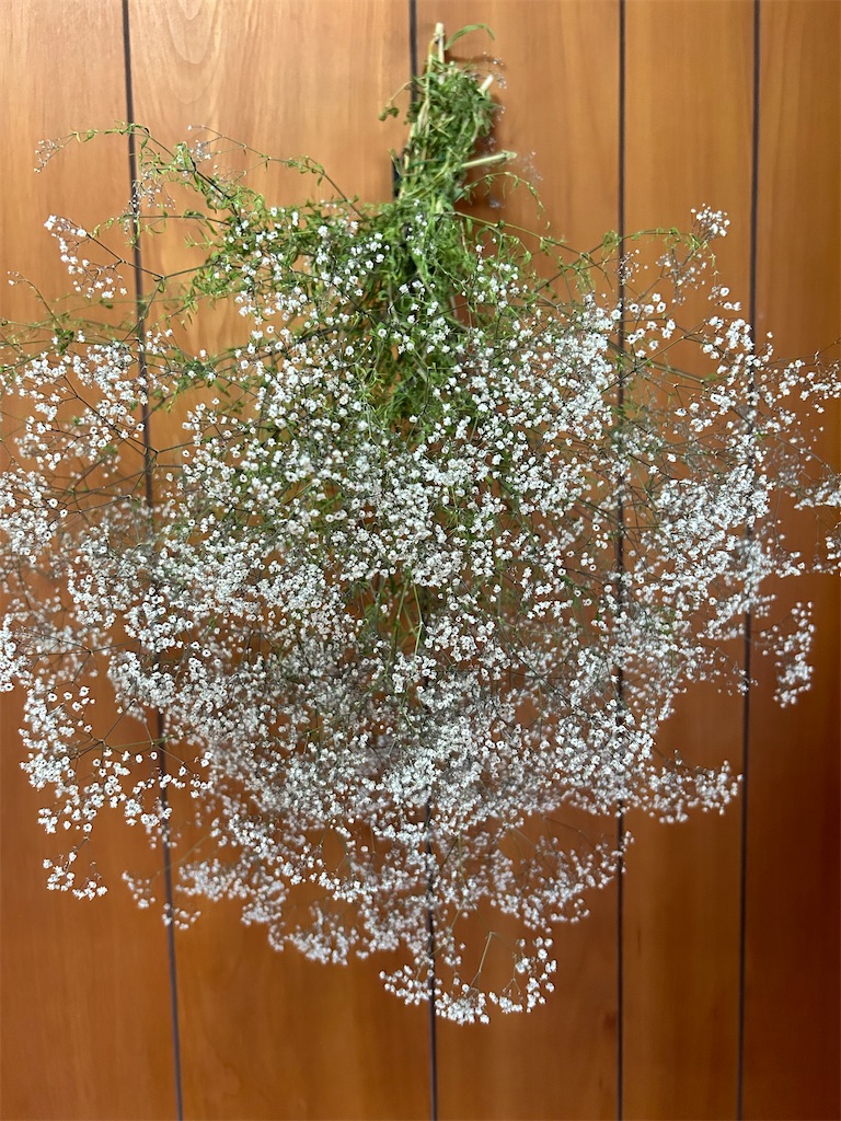 hana-pippyのブログ