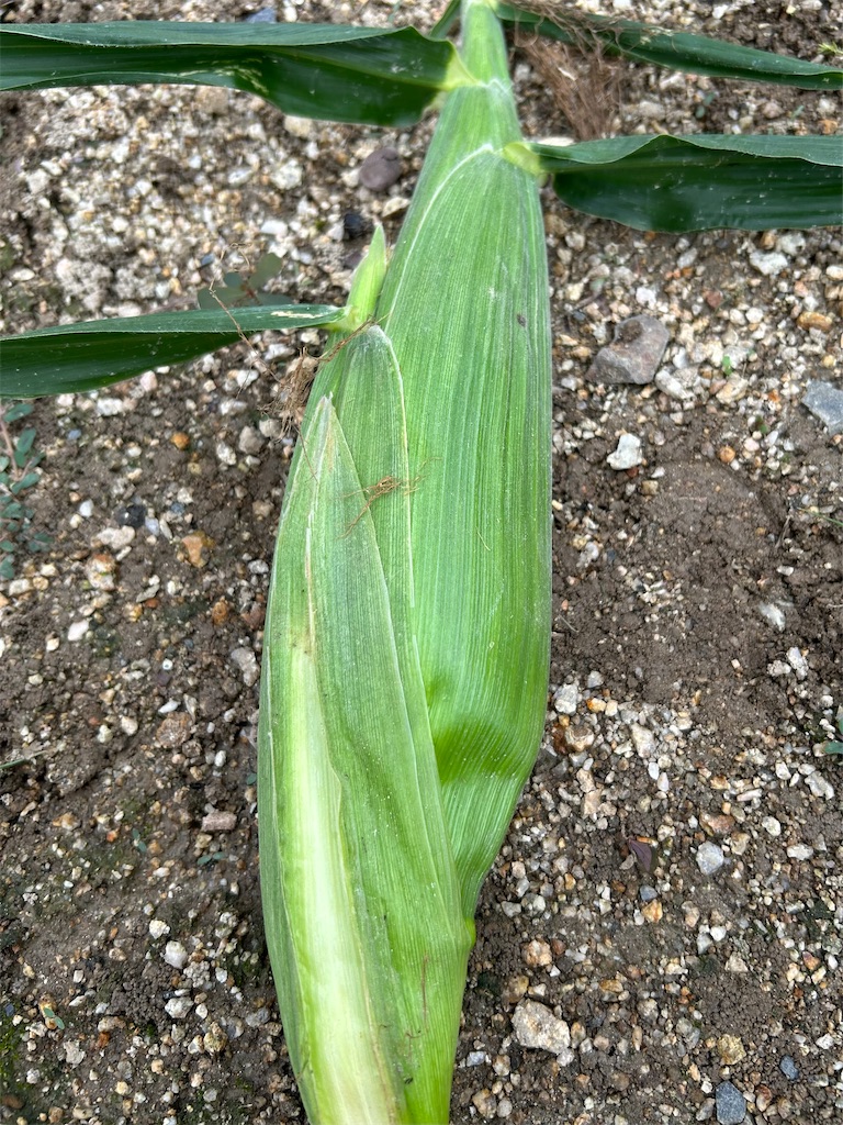 hana-pippyのブログ