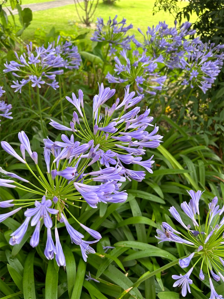 アガパンサス・・第二弾・・咲いています - hana-pippyのブログ