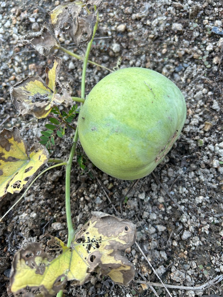 メロン・・6号と7号・・発見！ - hana-pippyのブログ