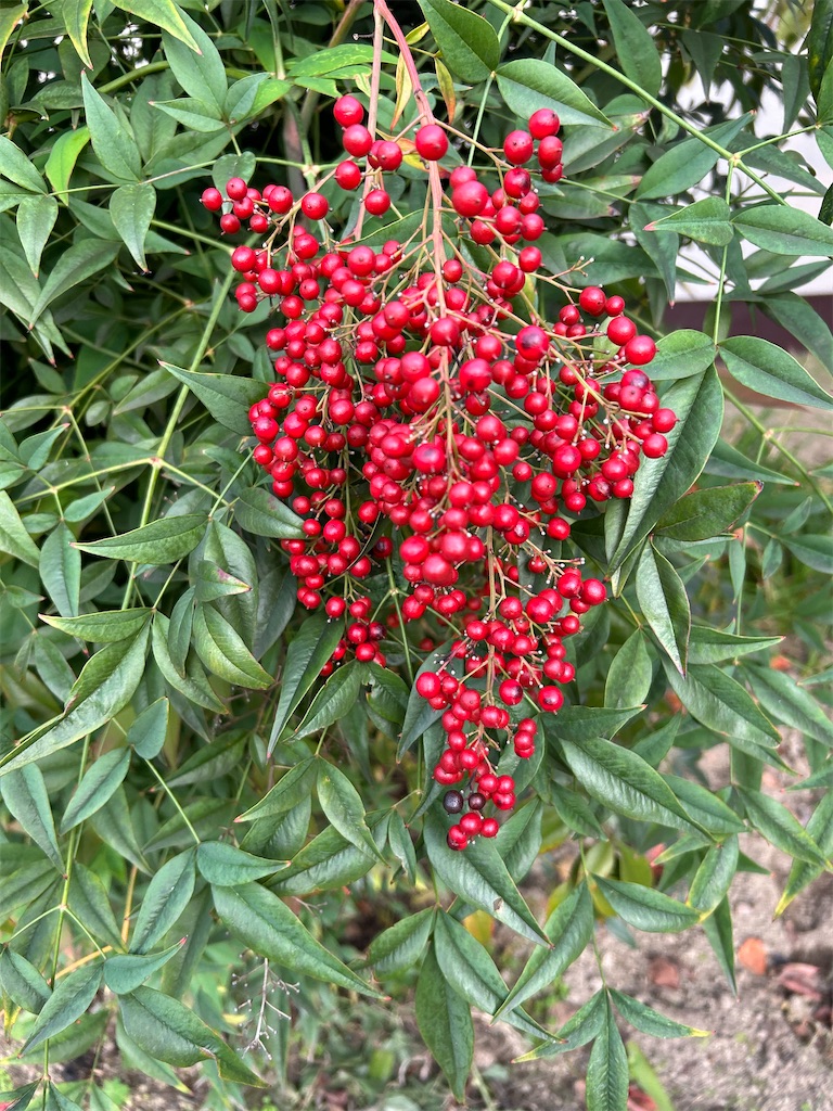 ナンテンの実・・赤くなってきました - hana-pippyのブログ