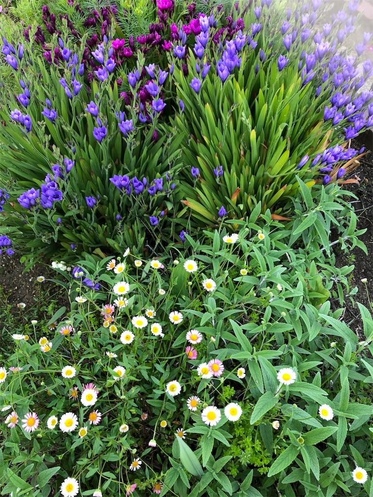 エリゲロン・・今年は・・チョッピリ 😢 - hana-pippyのブログ