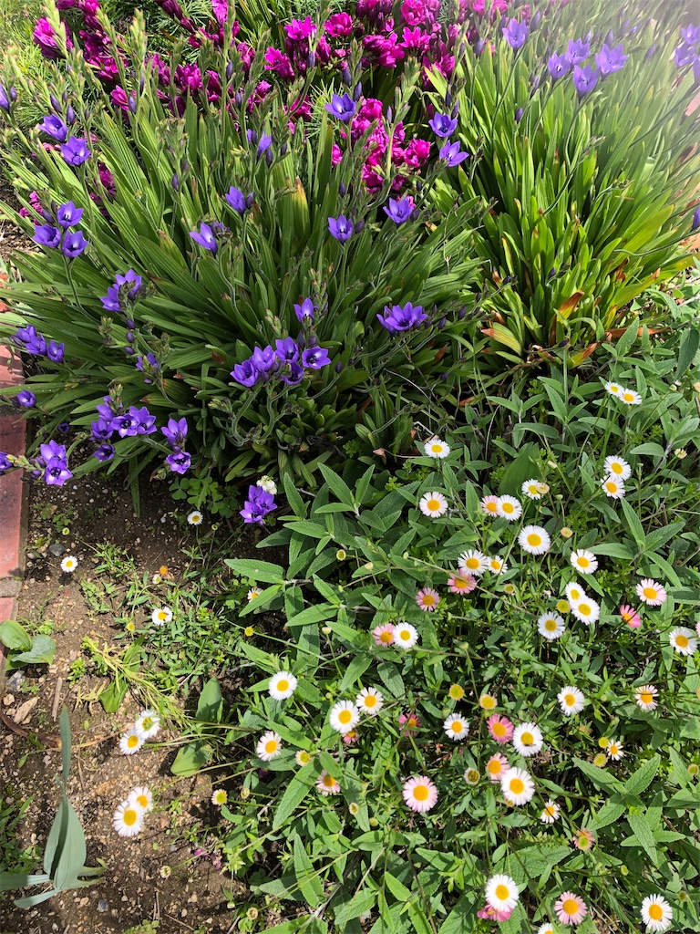 エリゲロン・・今年は・・チョッピリ 😢 - hana-pippyのブログ