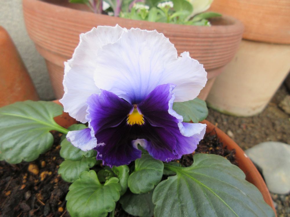 身近な花とiticoの平々凡々な日々