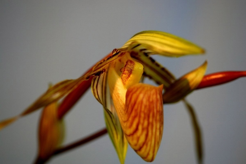 パフィオペディルム・プラエスタンス Paphiopedilum praestans - 花樹アルバム「いとしきものたち」－3