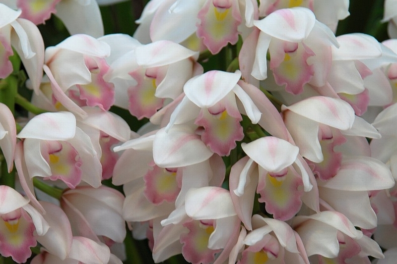 シンビジウム ラブリー スマイル ‘エンジェル フェザー’ Cymbidium Lovely Smile ‘Angel Feather ...