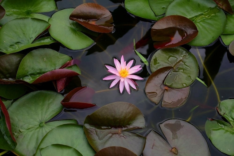 スイレン ダラス Nymphaea ‘Dallas’ 草津市立水生植物公園「みずの森」の睡蓮 - 花樹アルバム「いとしきものたち」 －1