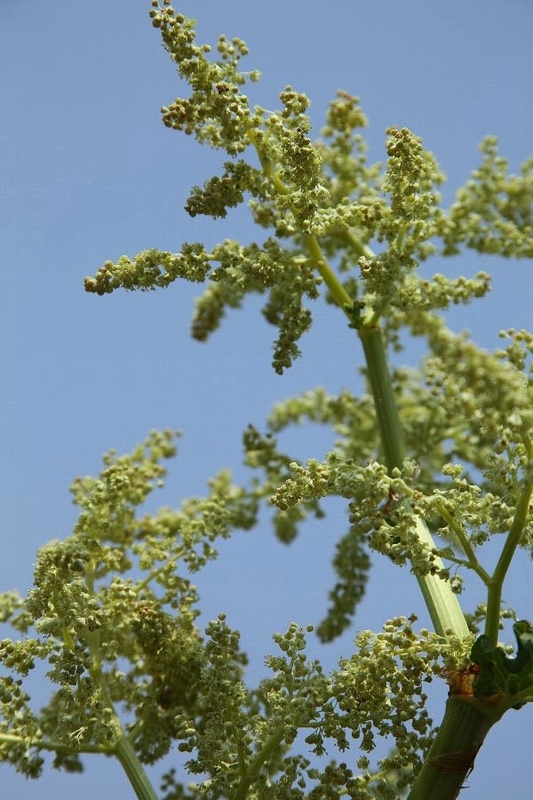 ルバーブ Rheum undulatum - 花樹アルバム「いとしきものたち」－3