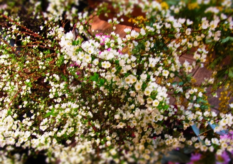 ふた葉の事（店内） - 花屋ふた葉 hanaya-futaba’s blog